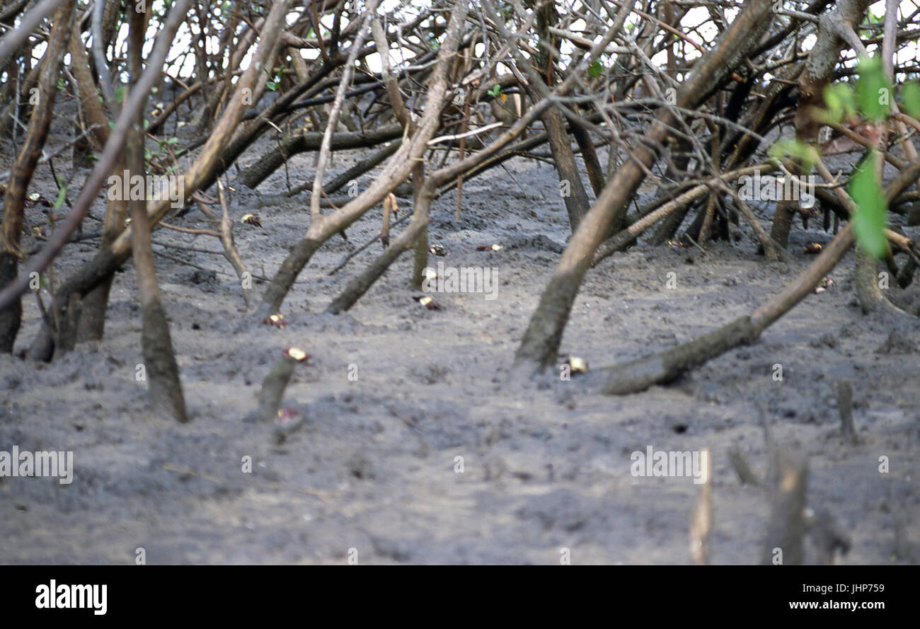 Mangue seco; Bahia; Brazil Stock Photo - Alamy