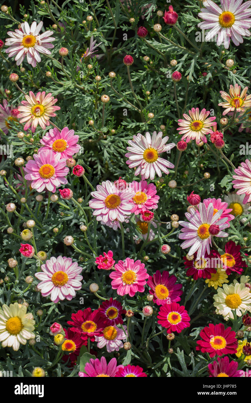 Colorful blooming wild spring flowers Stock Photo - Alamy
