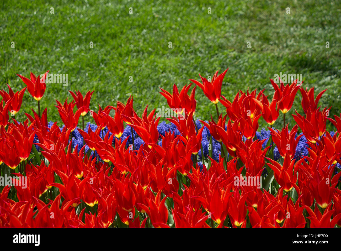 Red color tulip flowers bloom in the garden Stock Photo - Alamy