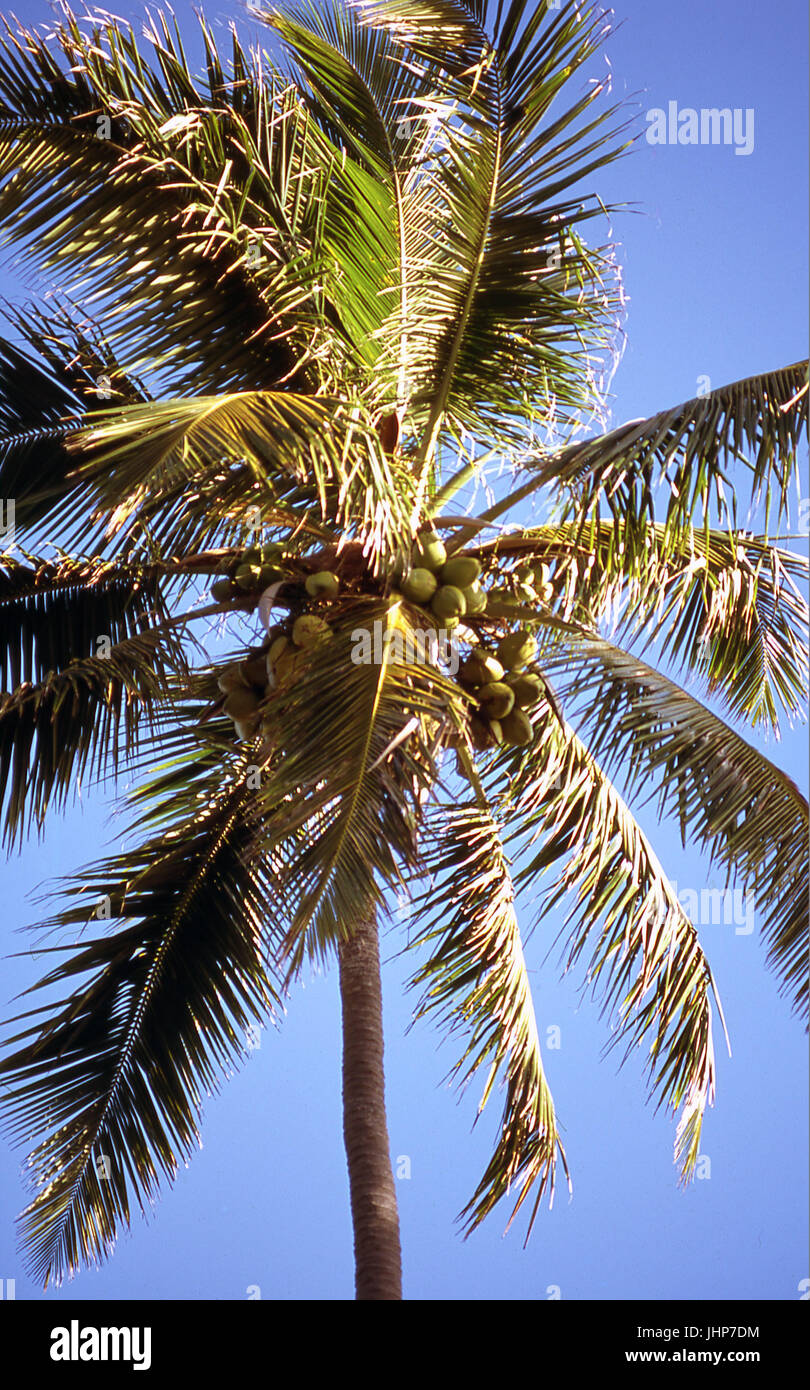 Coqueiros hi-res stock photography and images - Alamy