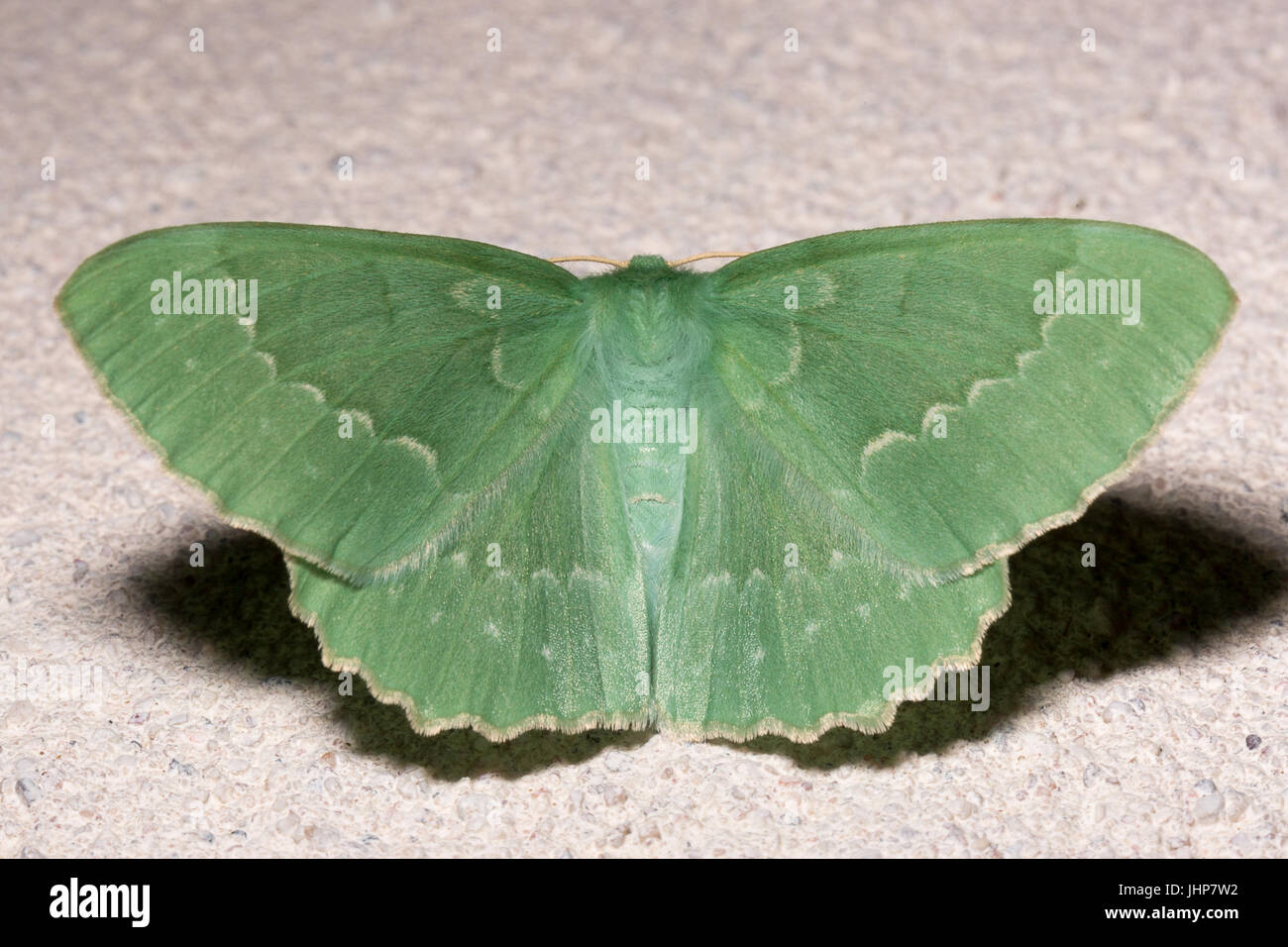 Large emerald moth hi-res stock photography and images - Alamy