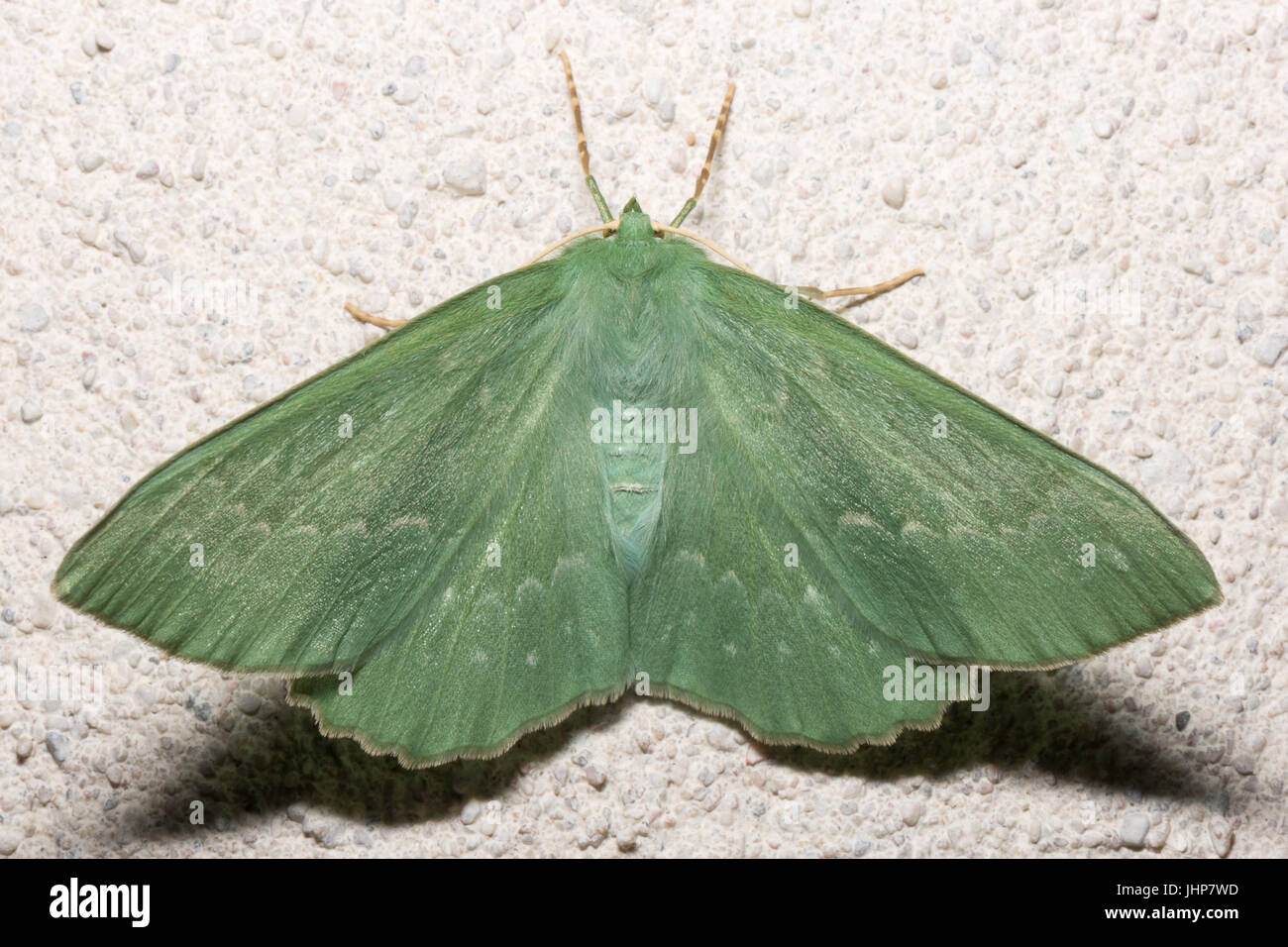 Large Emerald Moth Extremely Close Up Stock Photo - Alamy