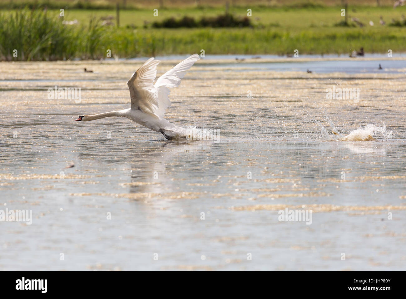 Swan taking off hi-res stock photography and images - Alamy