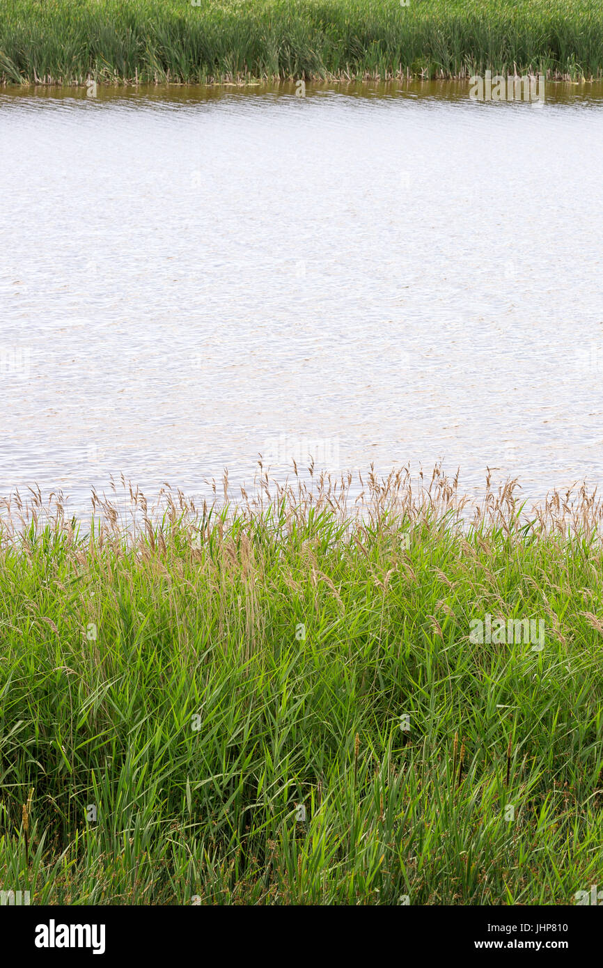 Green grass by pond hi-res stock photography and images - Alamy