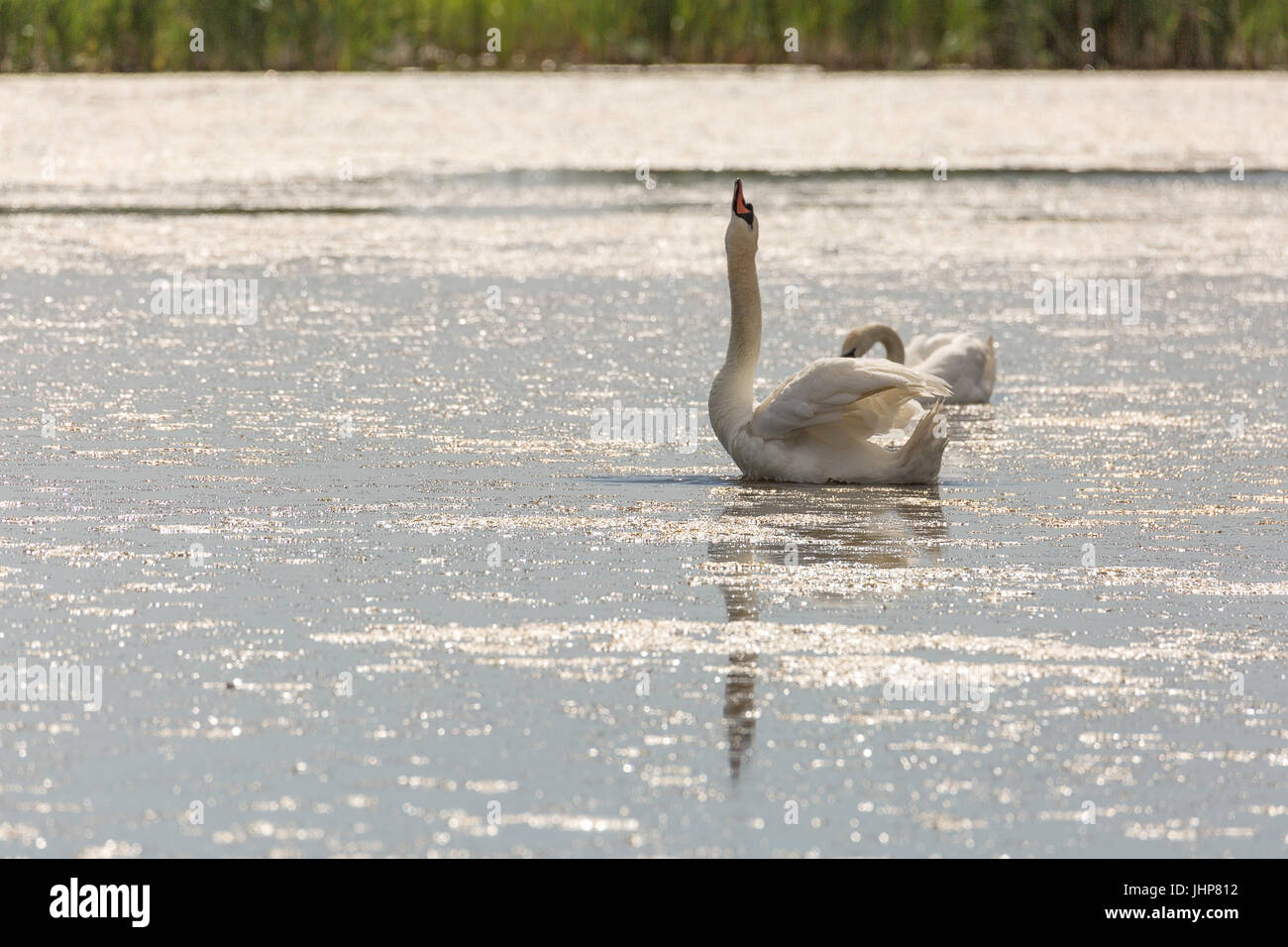 Swan eating in water hi-res stock photography and images - Alamy