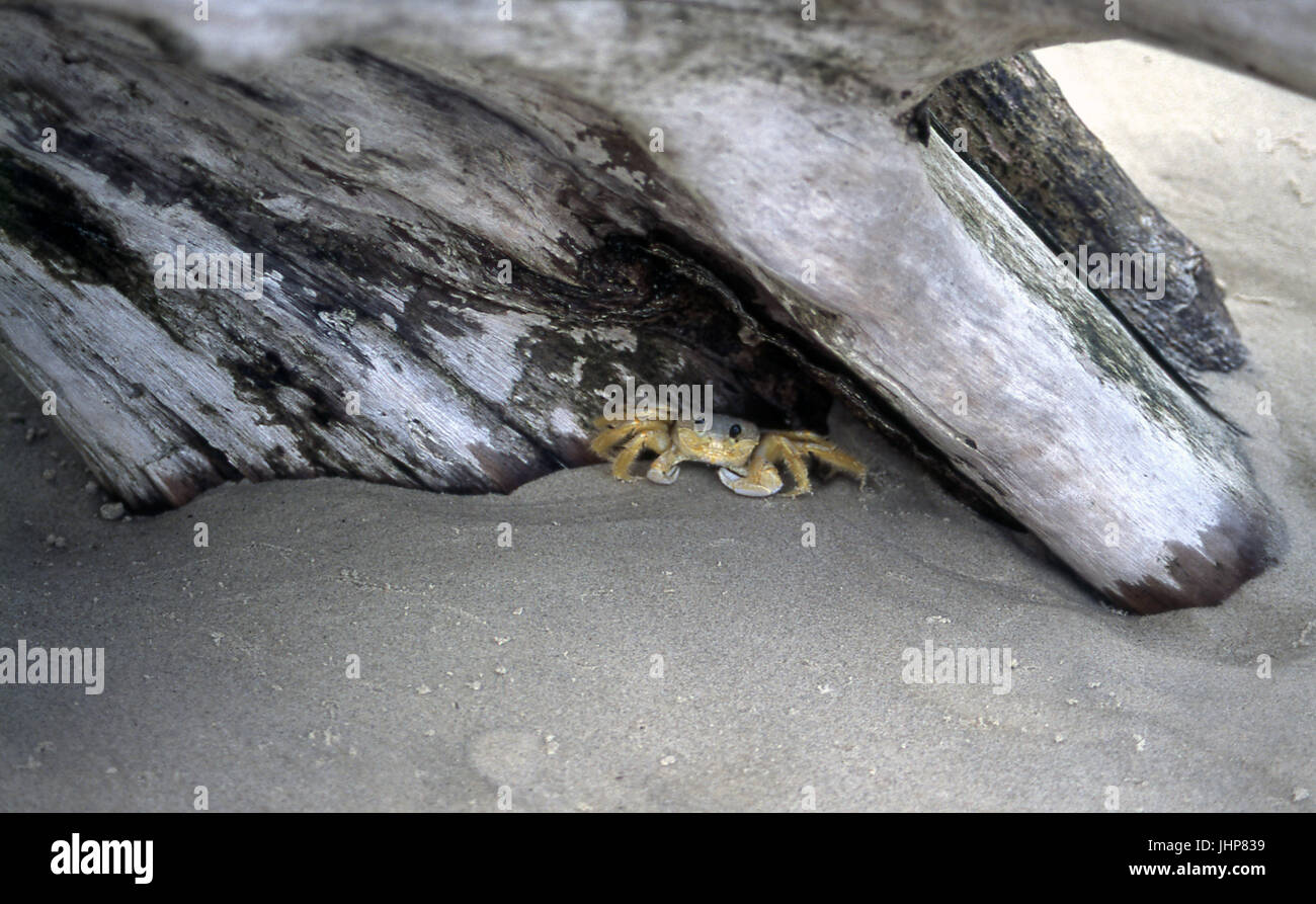 Maria farinha; Beach; Ilha do Mel; Paraná; Brazil Stock Photo - Alamy