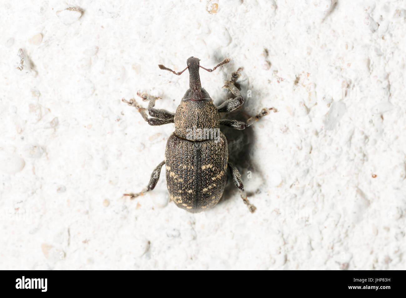 Weevil antenna legs black hi-res stock photography and images - Alamy