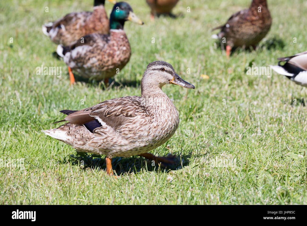 Female Mallard Close Up with green grass in the background Stock Photo ...