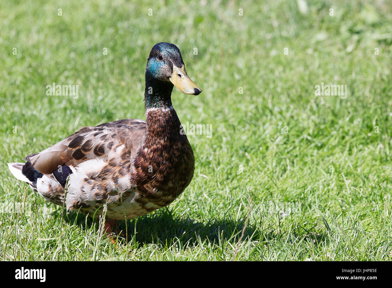 Male Mallard Close Up with green grass in the background Stock Photo ...