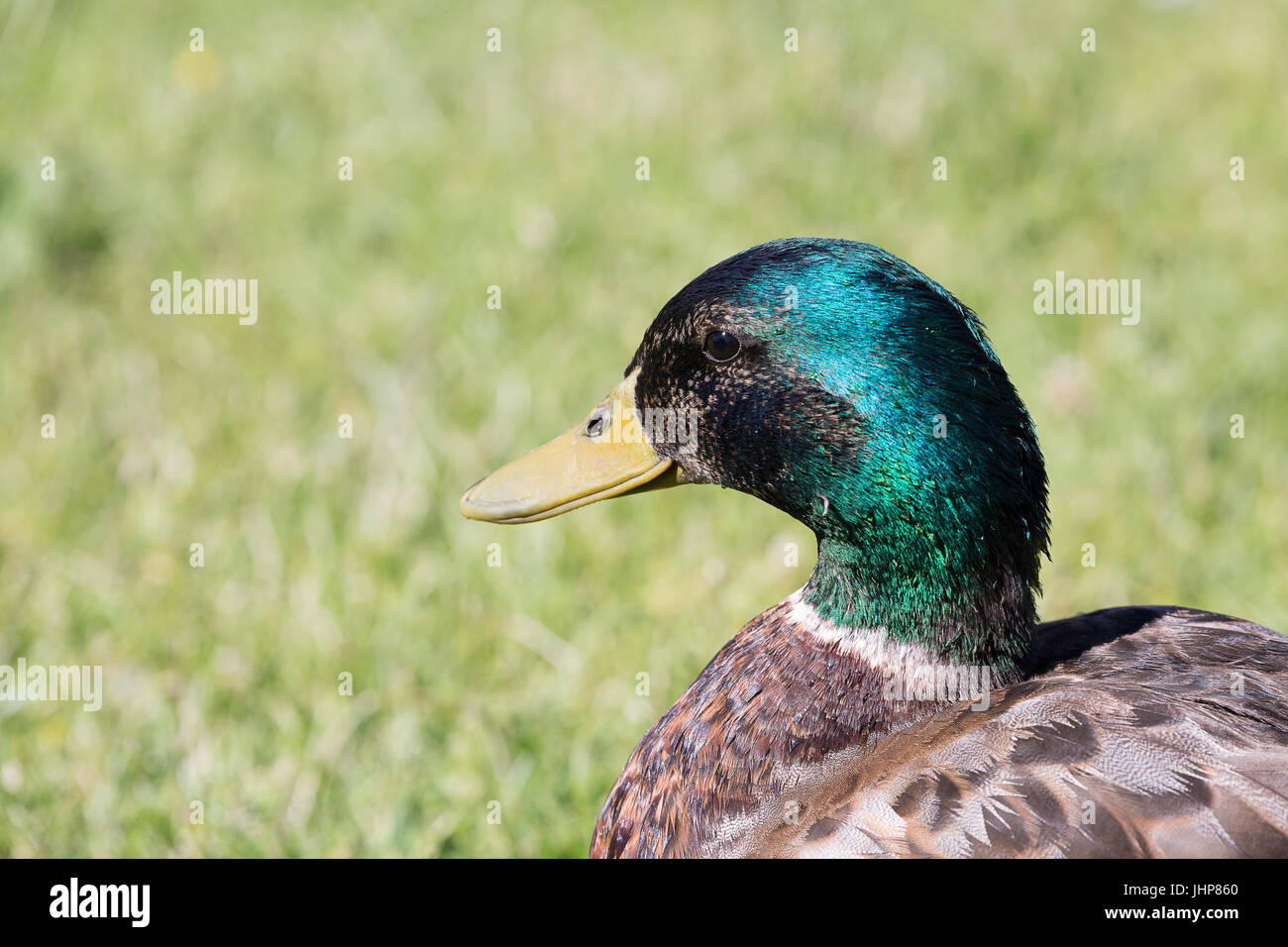 Mallard close hi-res stock photography and images - Alamy