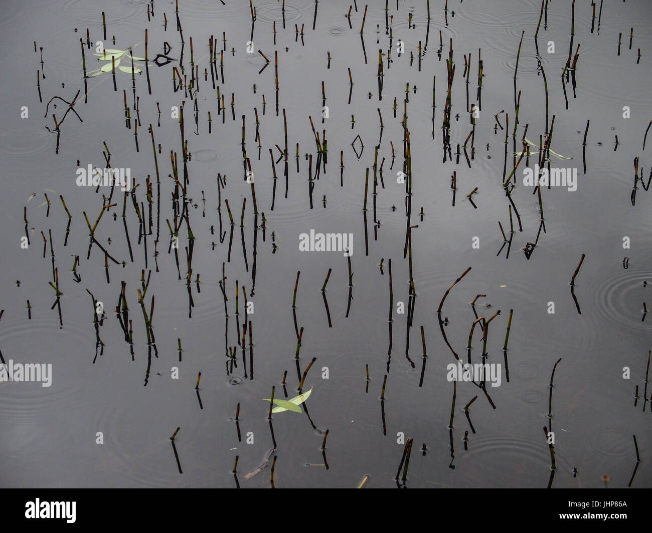 Highland reeds hi-res stock photography and images - Alamy