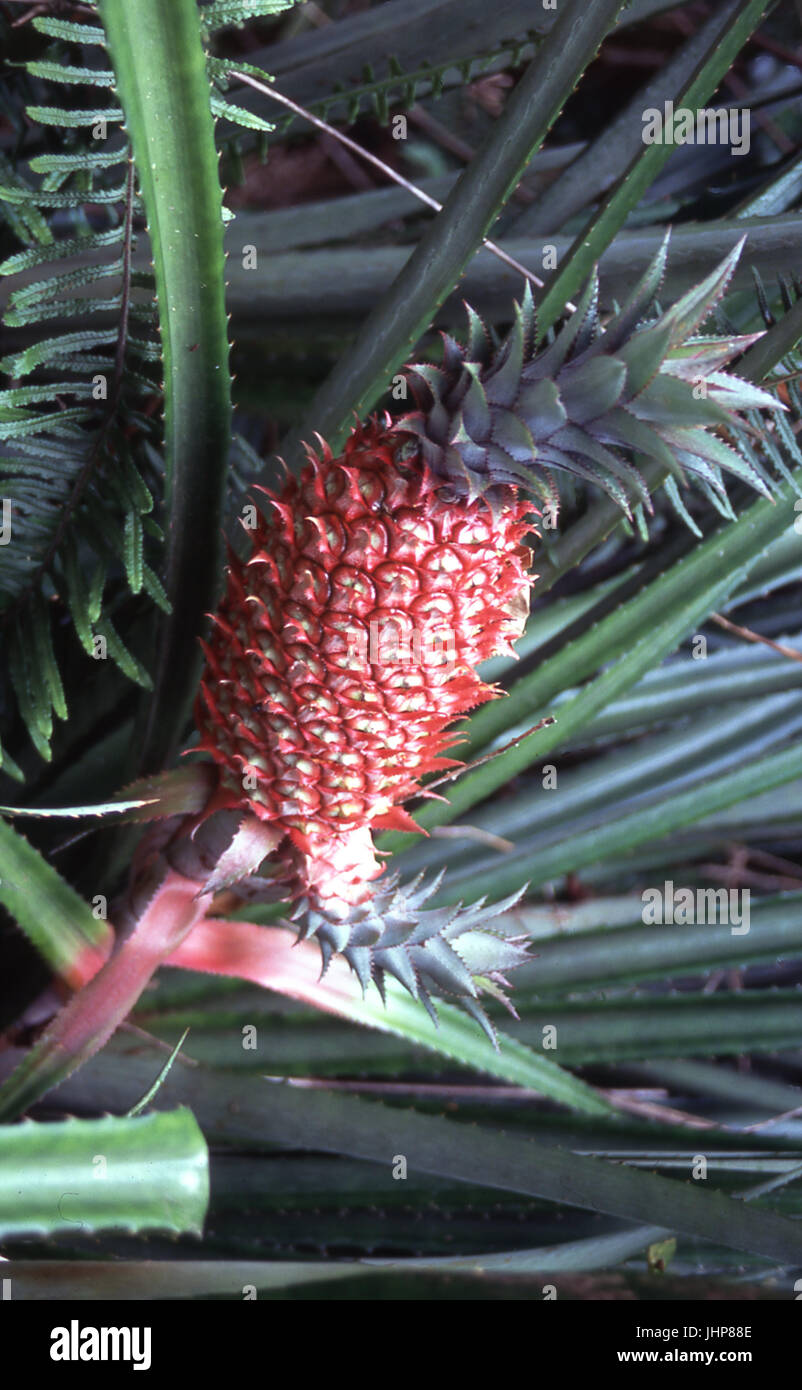 Ananas; bromeliad; Ilha do Mel; Paraná; Brazil Stock Photo - Alamy