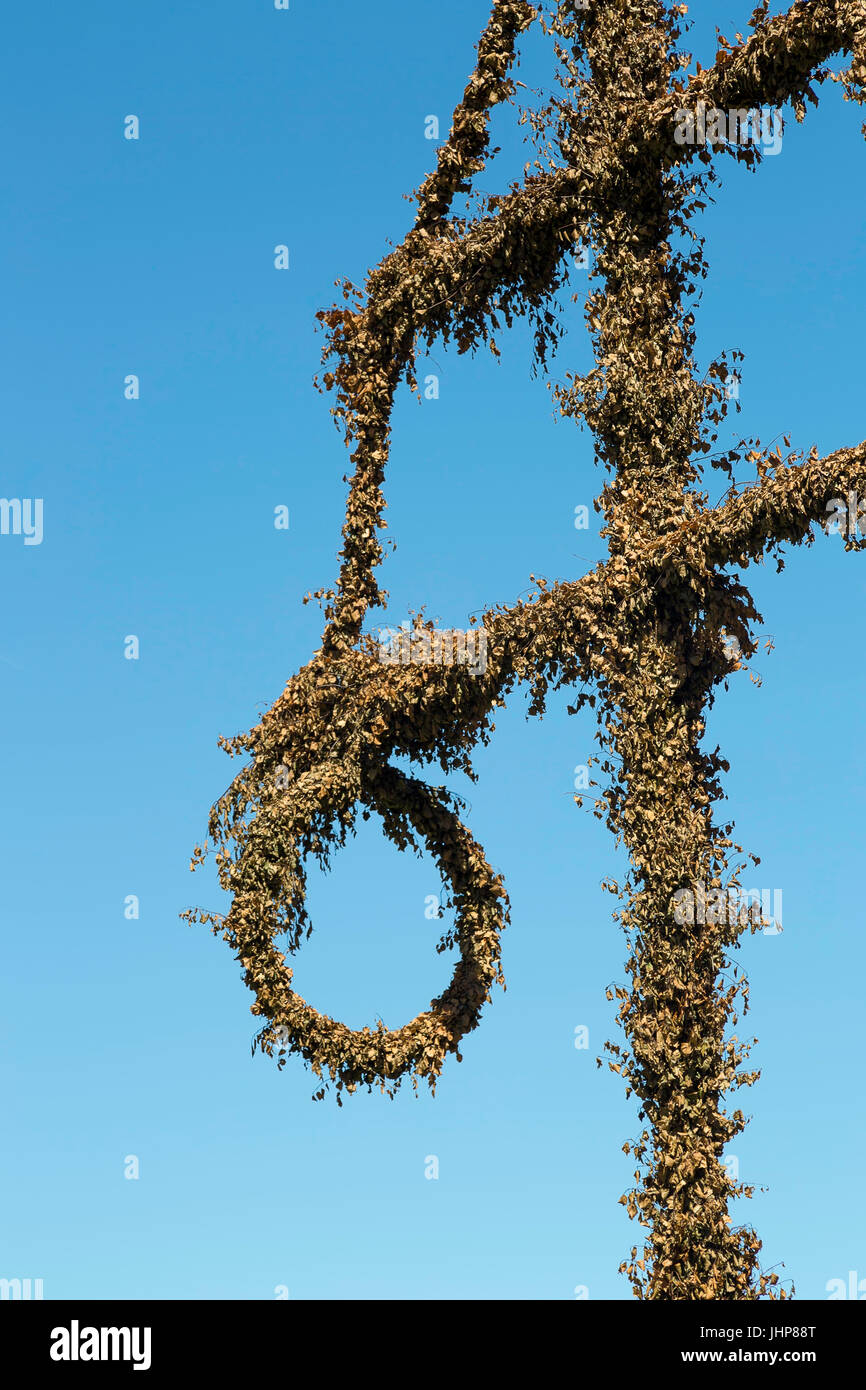 Swedish Maypole Covered in withered Birch Leaves Stock Photo - Alamy