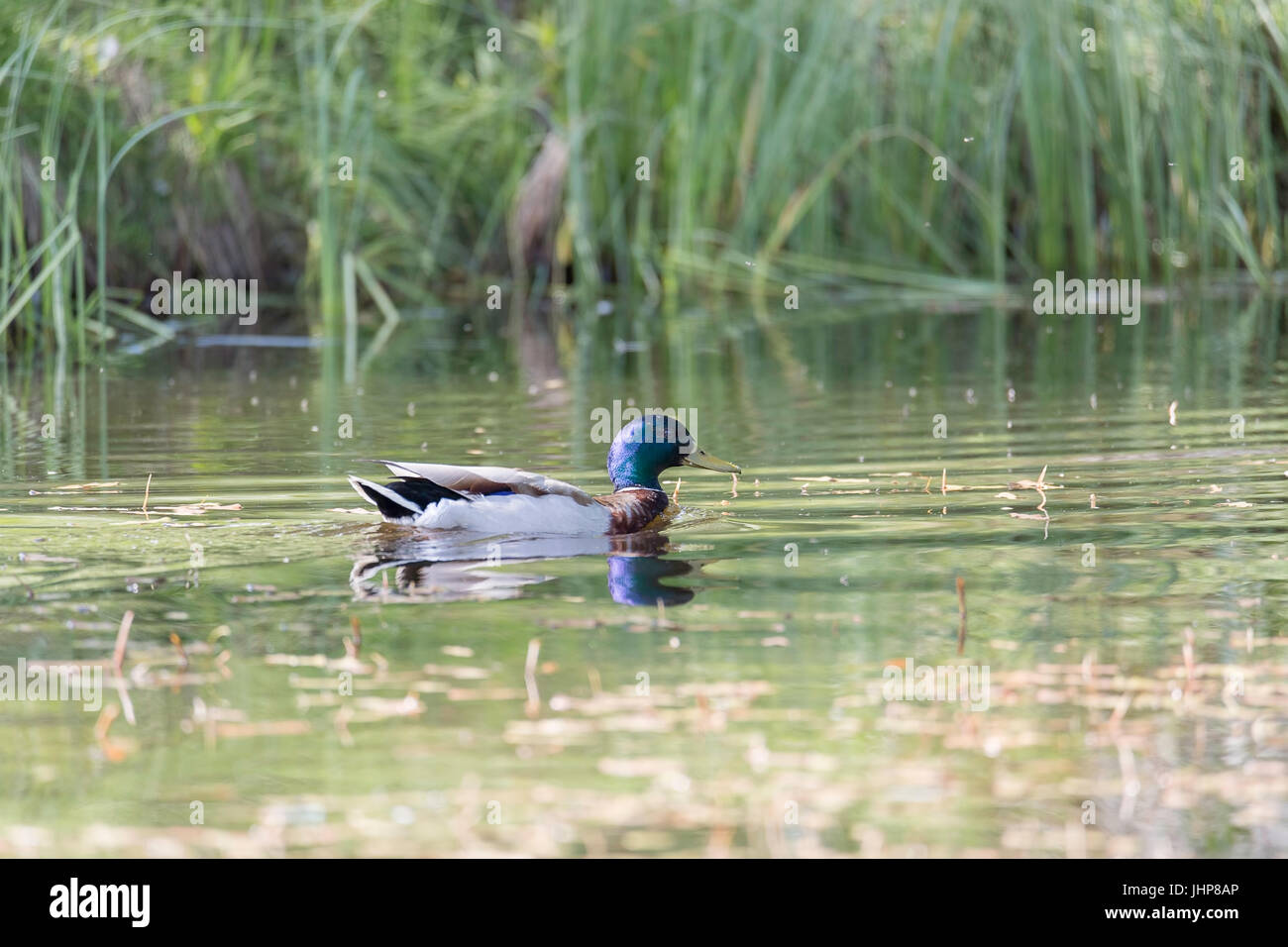 Male Mallard in Water with grass in the background Stock Photo - Alamy