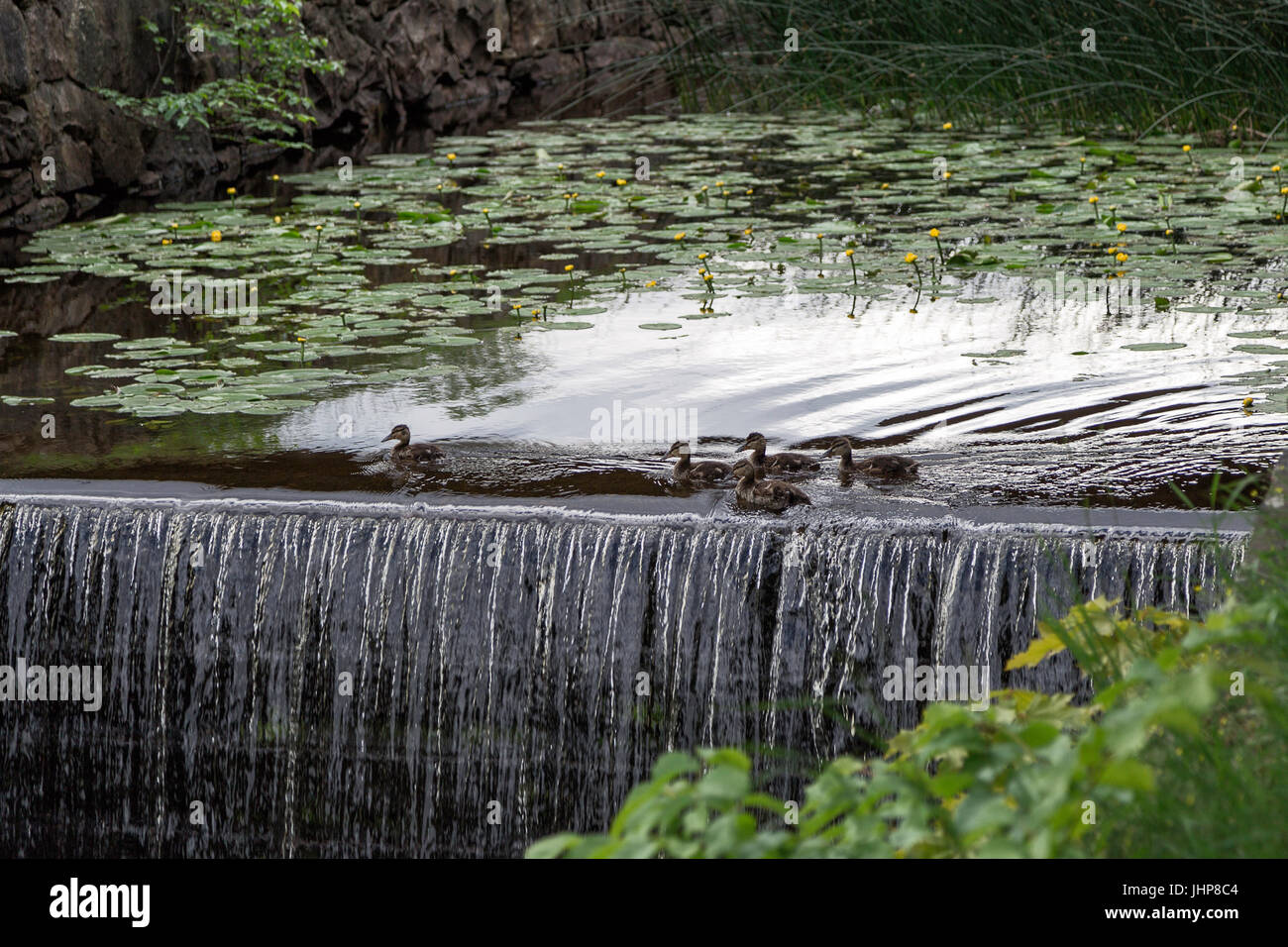Duck swimming by water lilies hi-res stock photography and images - Alamy