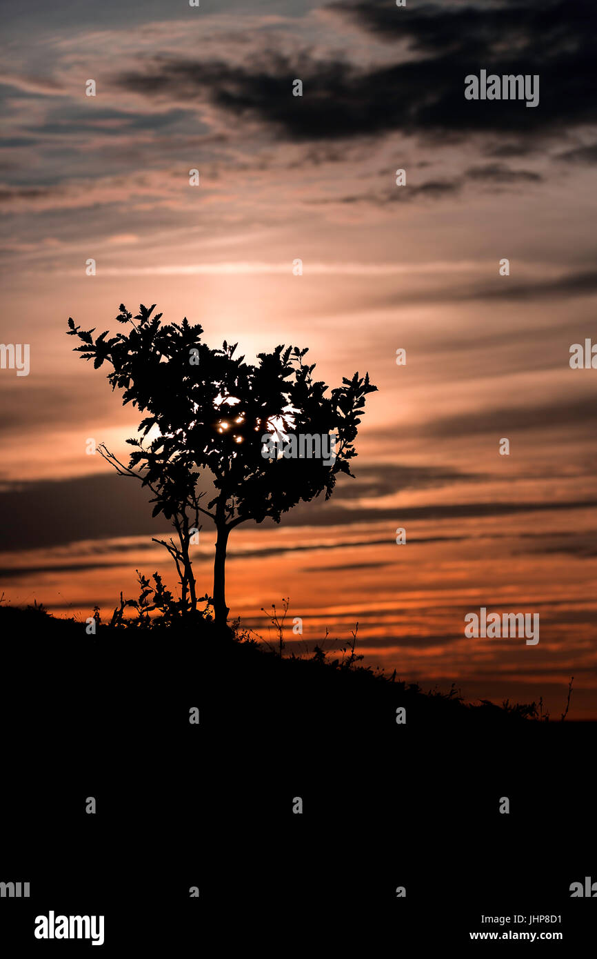 Tree silhouette at Sunset Stock Photo - Alamy