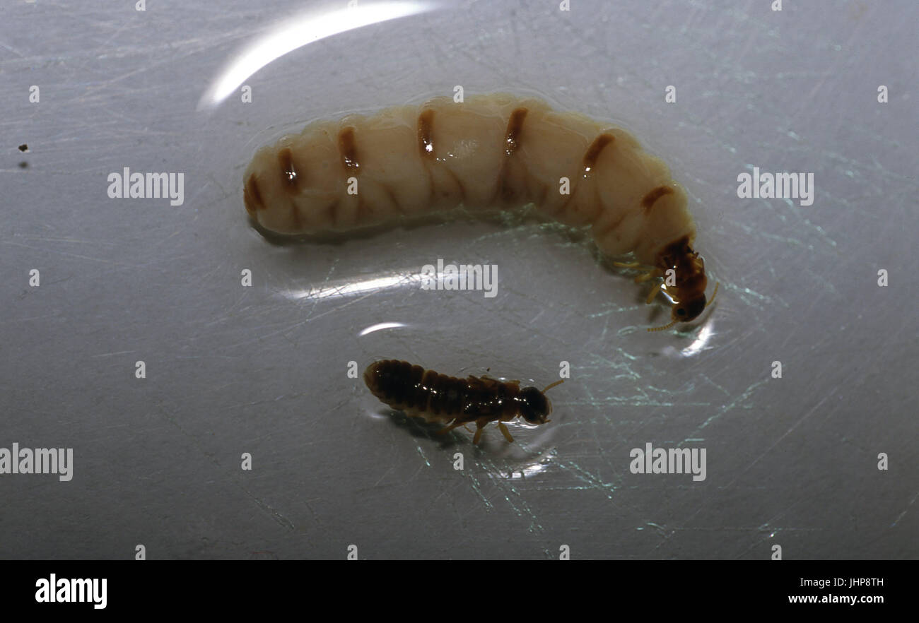 Couple of termites; greater female; smaller male; invertebrates Stock ...