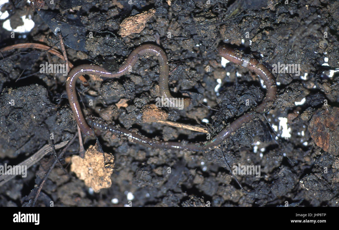 Bait earthworms hi-res stock photography and images - Alamy