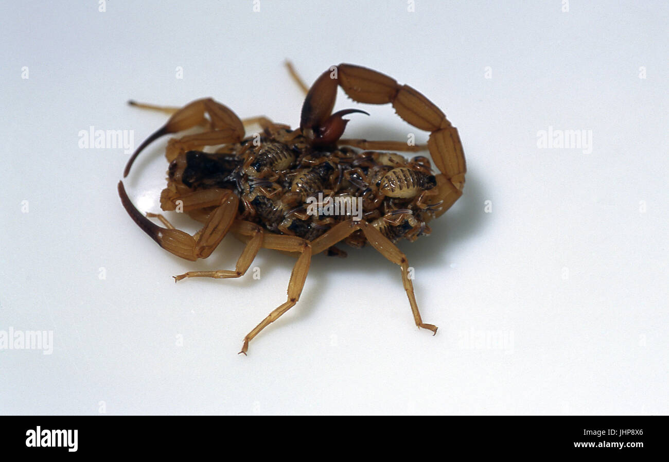 Female scorpion; cubs; invertebrates Stock Photo - Alamy