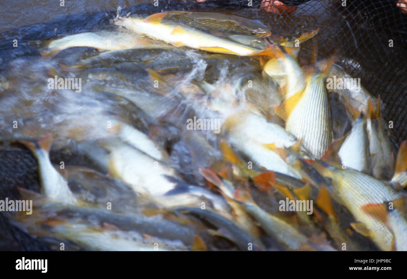 Trawler; fish in the net; Fish farming; inland; São Paulo; Brazil Stock ...