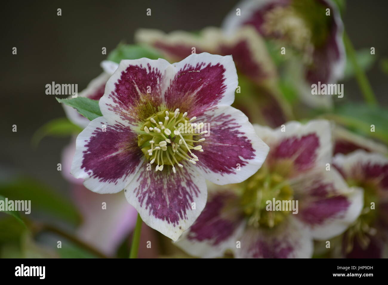 Helleborus niger bract Stock Photo - Alamy