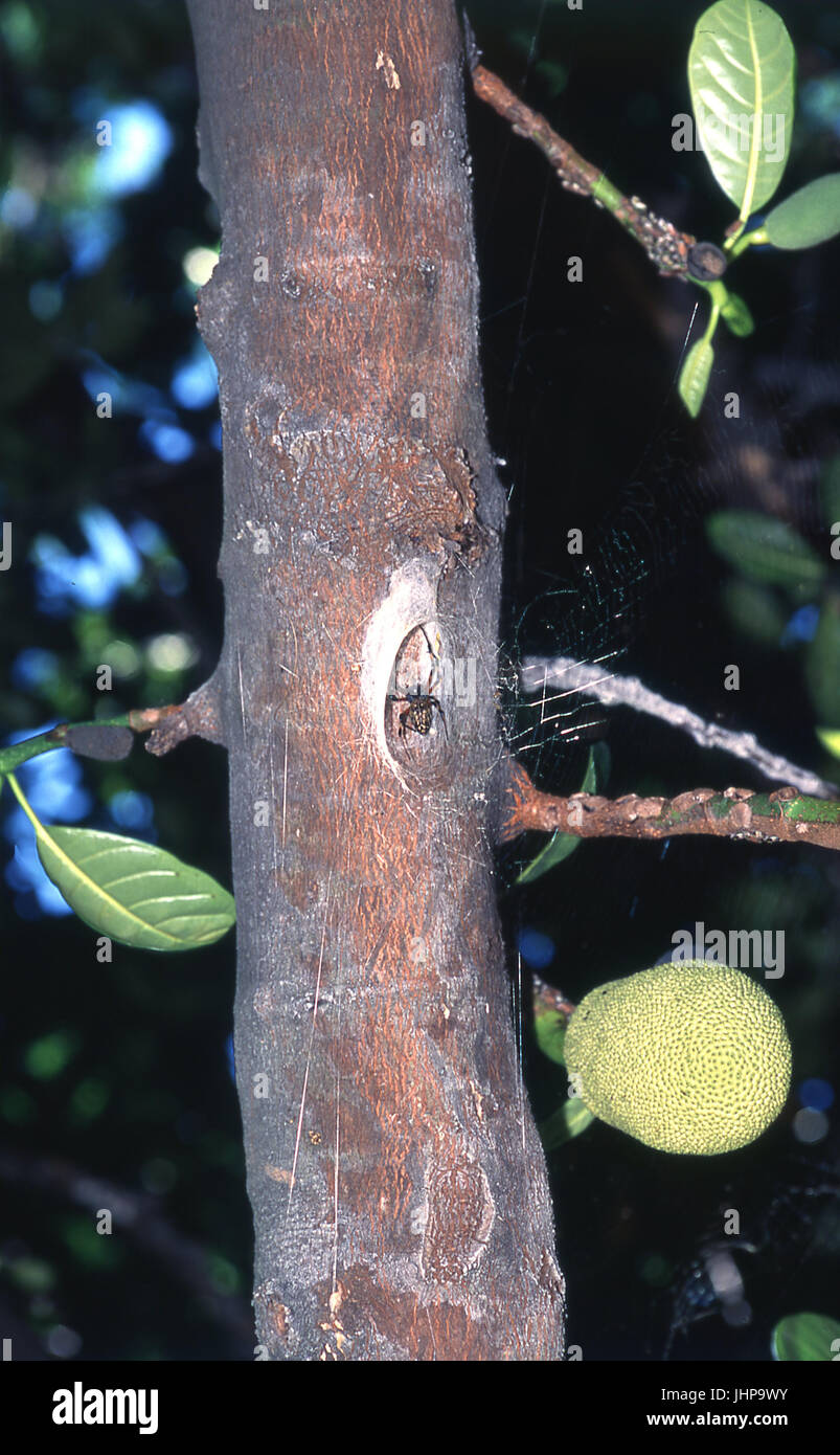 Foot of jackfruit; spider on trunk Stock Photo - Alamy