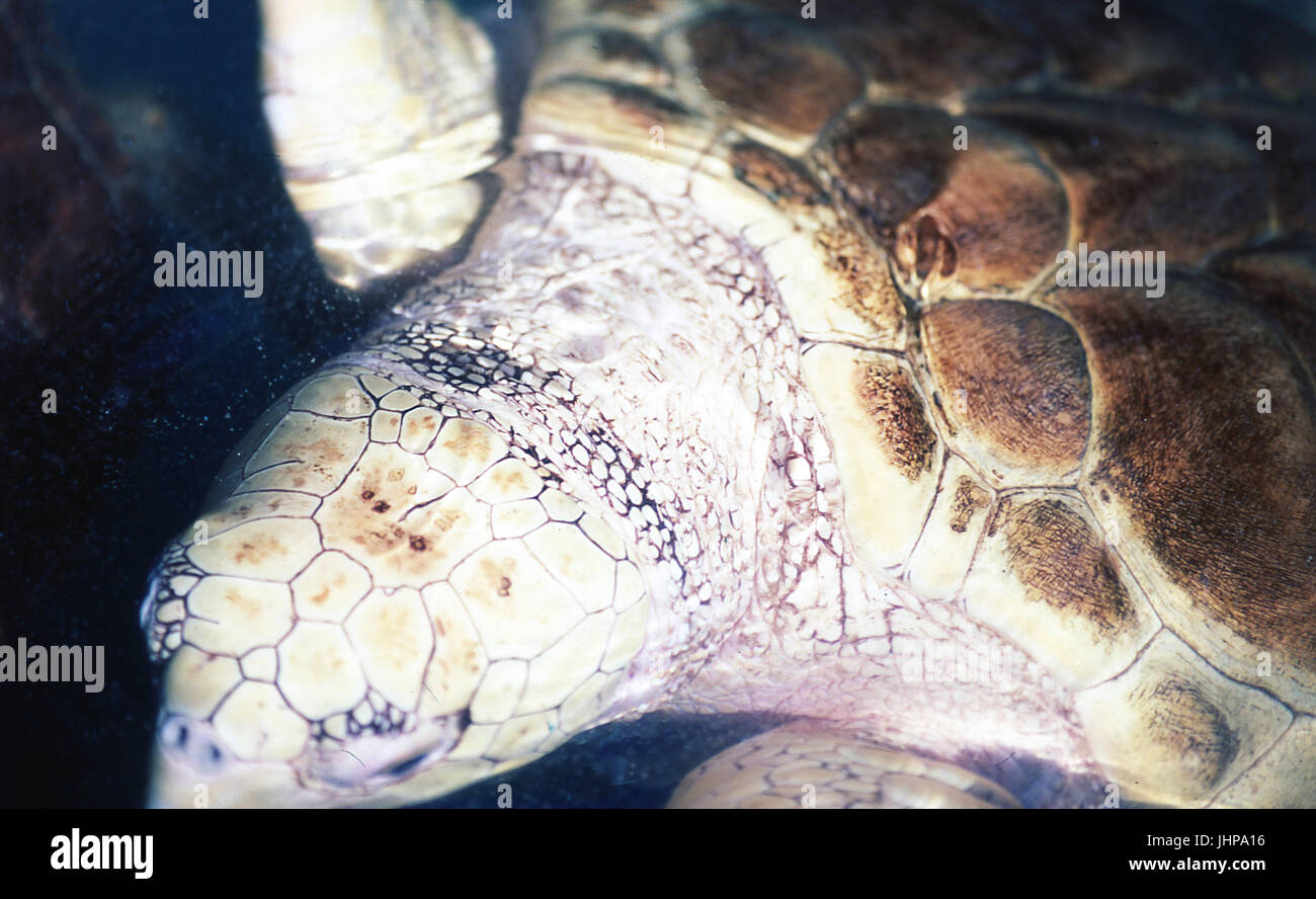 Tamar Project; Albino Turtle; Bahia; Brazil Stock Photo - Alamy