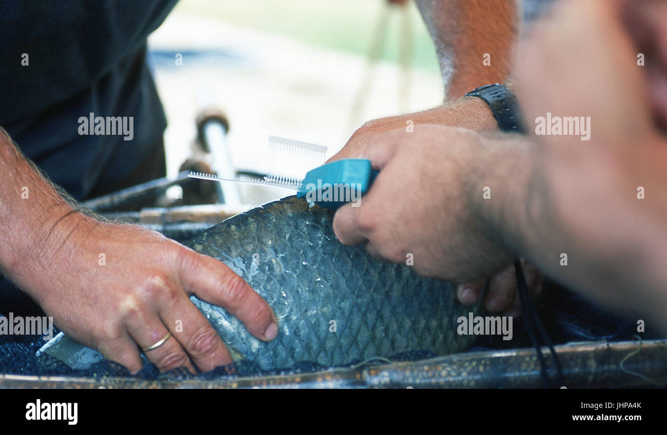 Environment; fish farming; Marking of fish in hydroelectric plant Stock ...