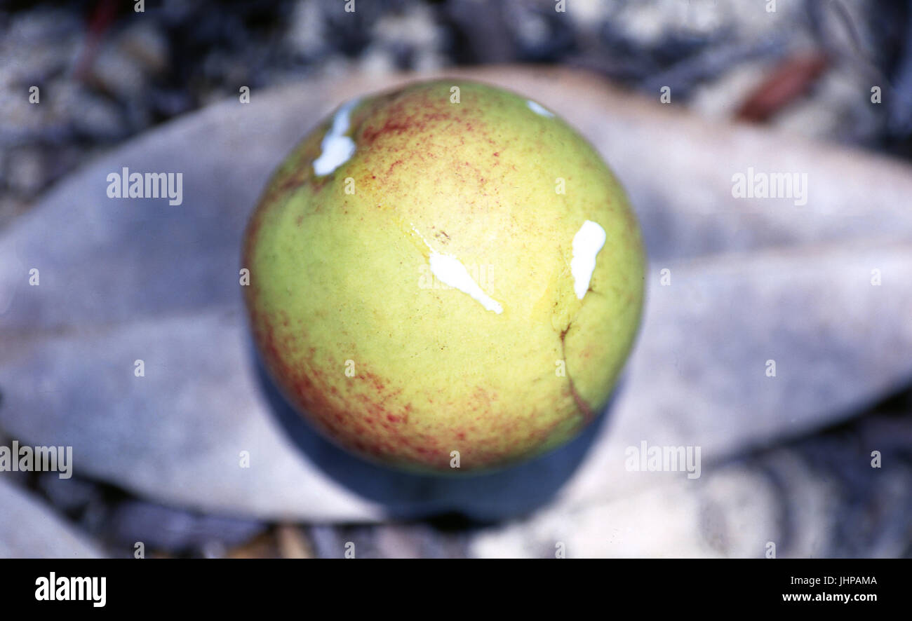 Fruit of bahia hi-res stock photography and images - Alamy