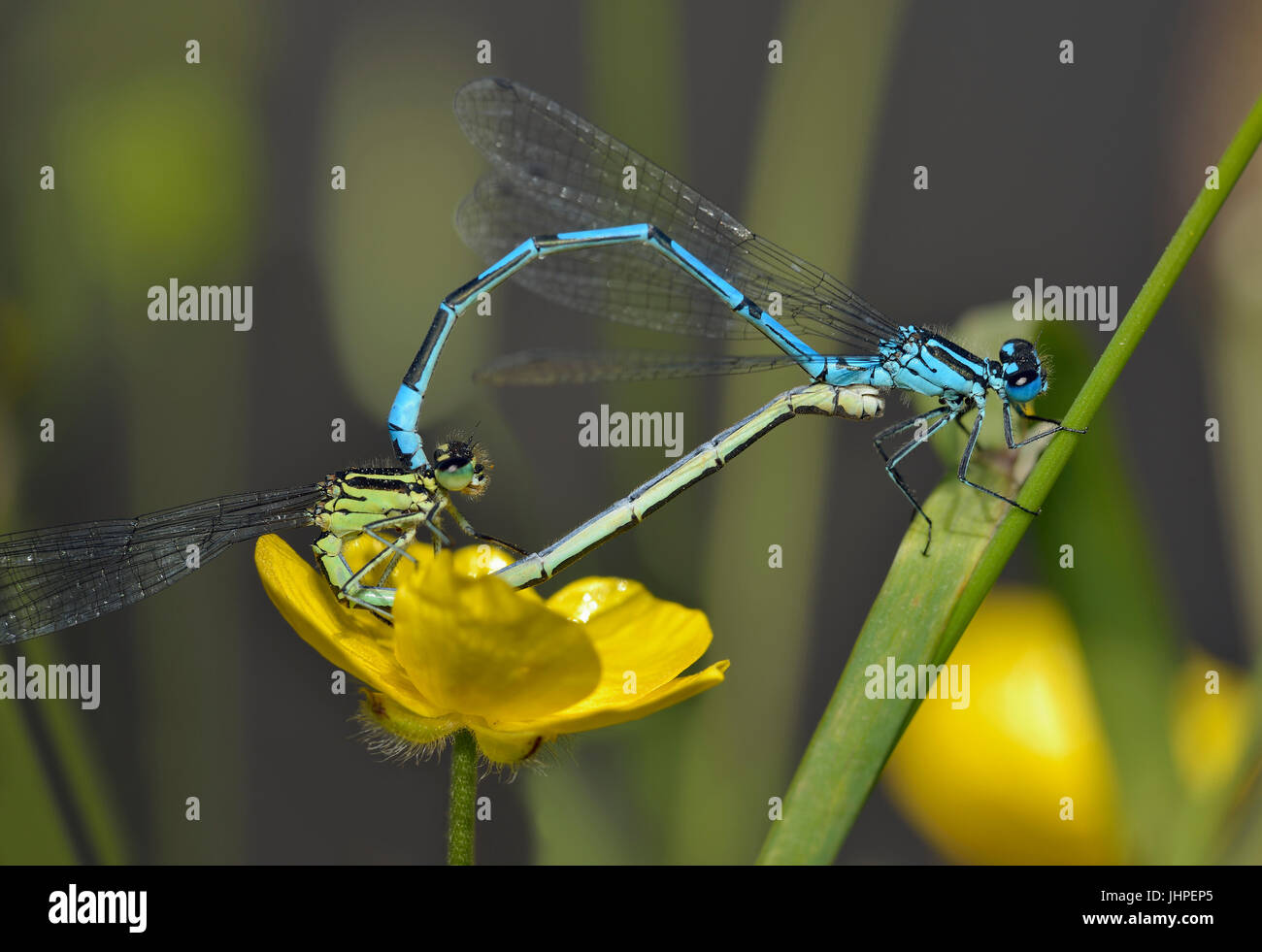 Azure Damselfly - Coenagrion puella Pair mating on Meadow Buttercup ...