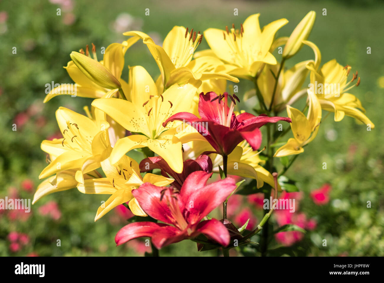 Red and yellow lilies hi-res stock photography and images - Alamy