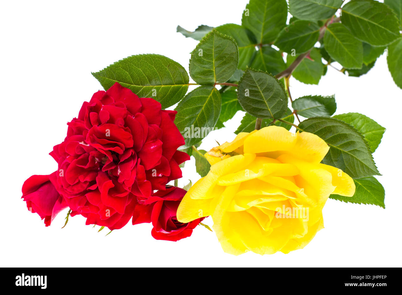 Two roses red and yellow on light background. Studio Photo Stock Photo ...