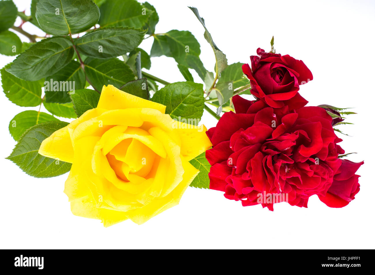 Two roses red and yellow on light background. Studio Photo Stock Photo ...