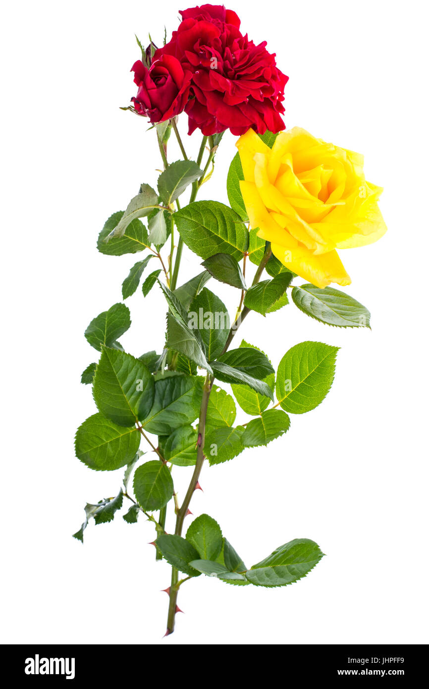 Two roses red and yellow on light background. Studio Photo Stock Photo ...