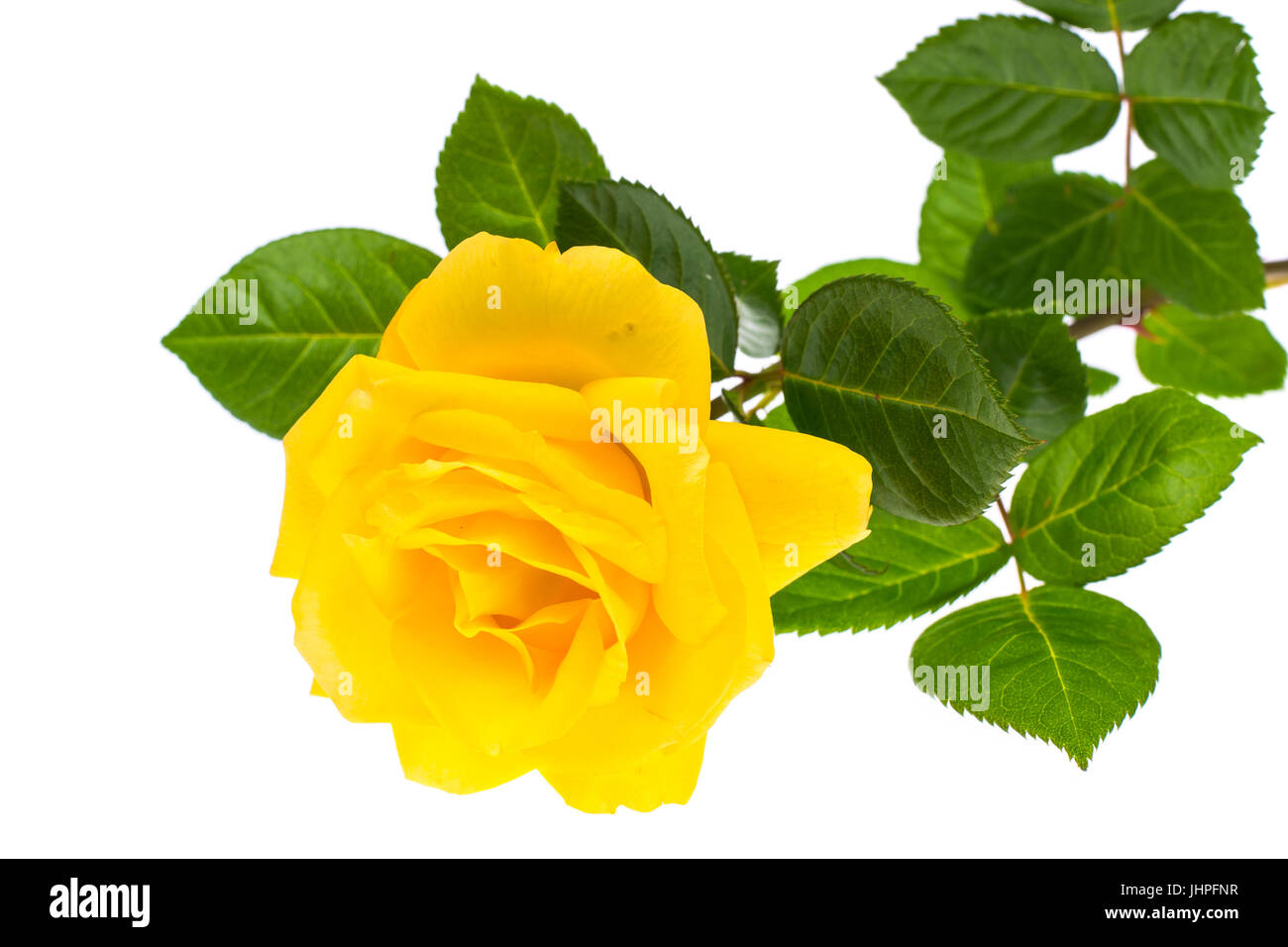 One branch of blooming yellow rose isolated on white background. Studio ...