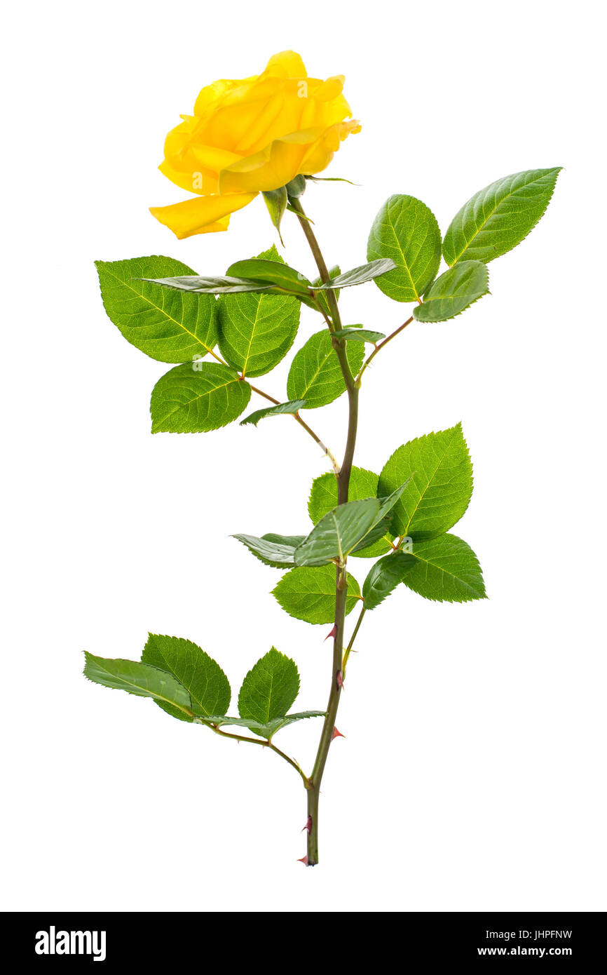 One branch of blooming yellow rose isolated on white background. Studio ...