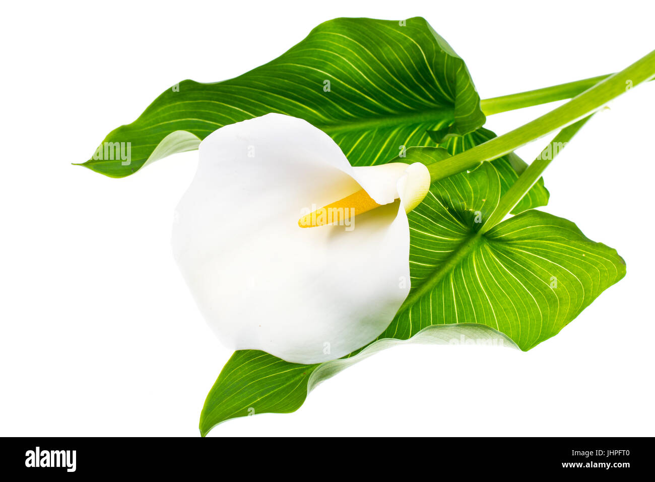 Blooming white calla with green leaves on light background. Studio ...
