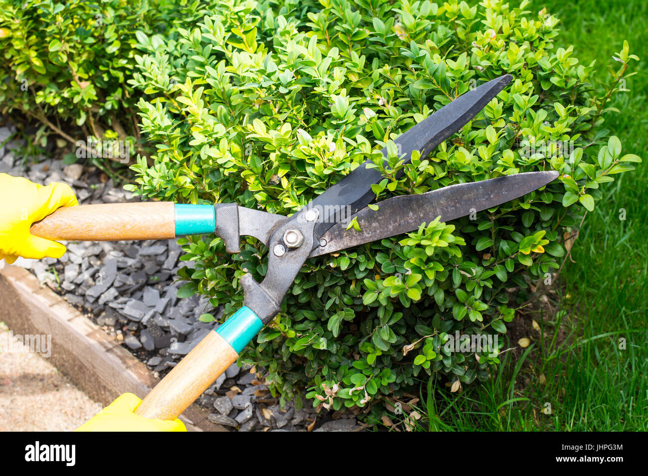 Landscape design. Hand with scissors, cutting of bushes. Studio Photo ...