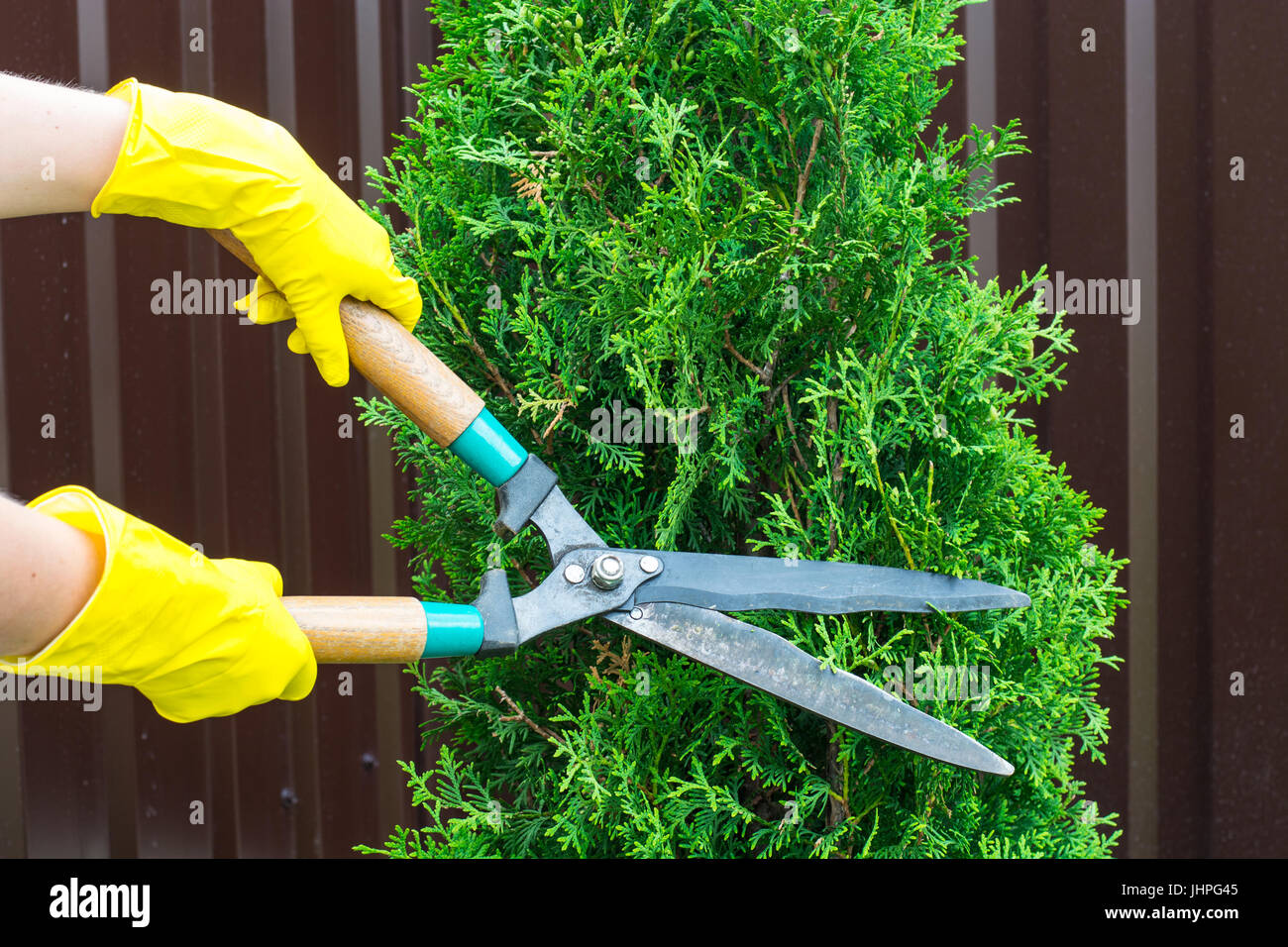 Landscape design. Hand with scissors, cutting of bushes. Studio Photo ...