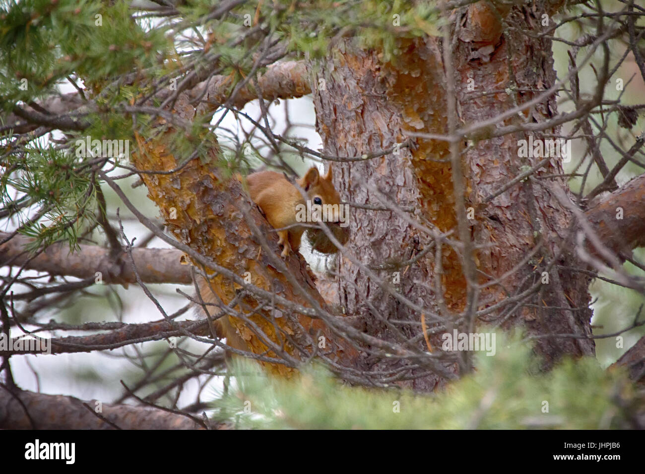 Taiga red squirrel (Sciurus vulgaris) builds drey (nest). Animal mouth ...