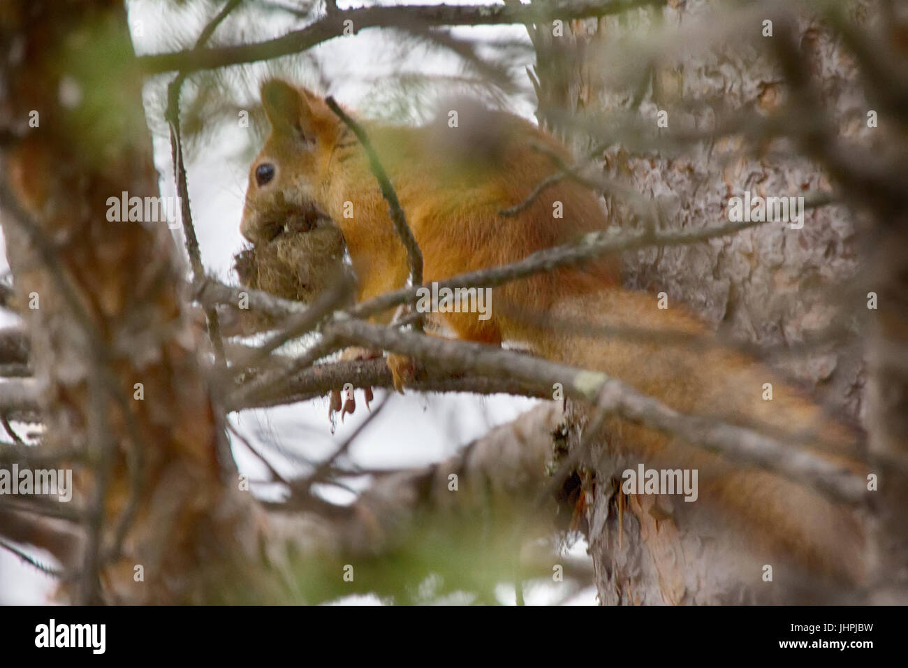 Taiga red squirrel (Sciurus vulgaris) builds drey (nest). Animal mouth ...