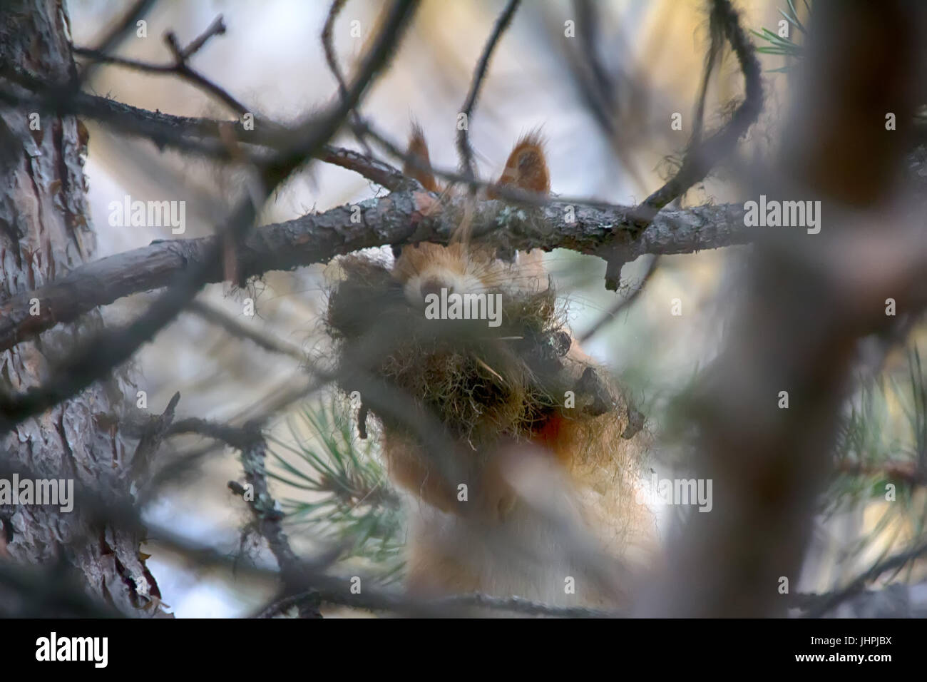 Taiga red squirrel (Sciurus vulgaris) builds drey (nest). Animal mouth ...