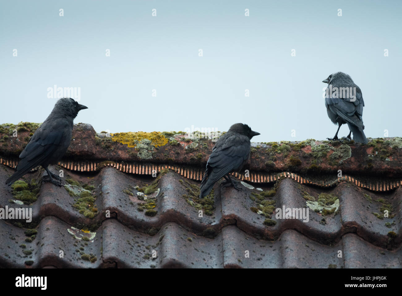 Life of birds, black crows sit on a tiled roof on a rainy day, city ...