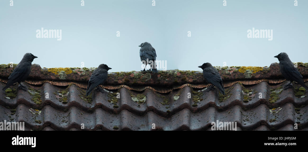 Life of birds, black crows sit on a tiled roof on a rainy day, city ...