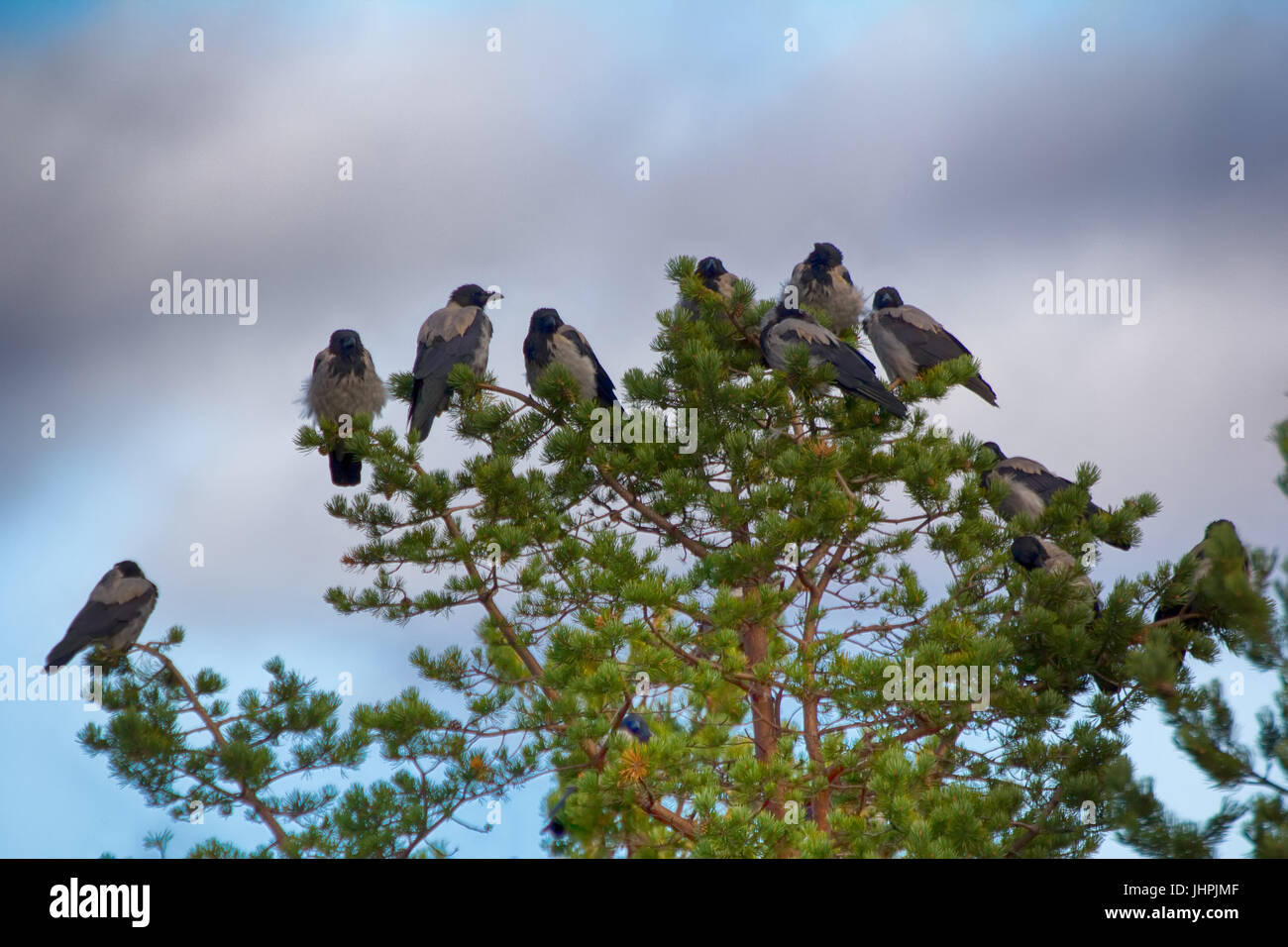 Crow flock park hi-res stock photography and images - Alamy