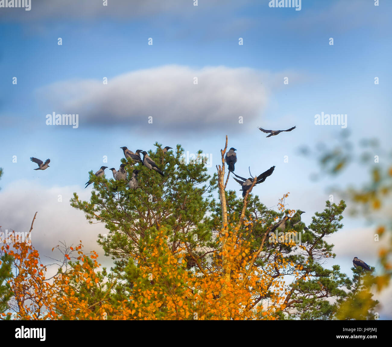 Crows crown hi-res stock photography and images - Alamy