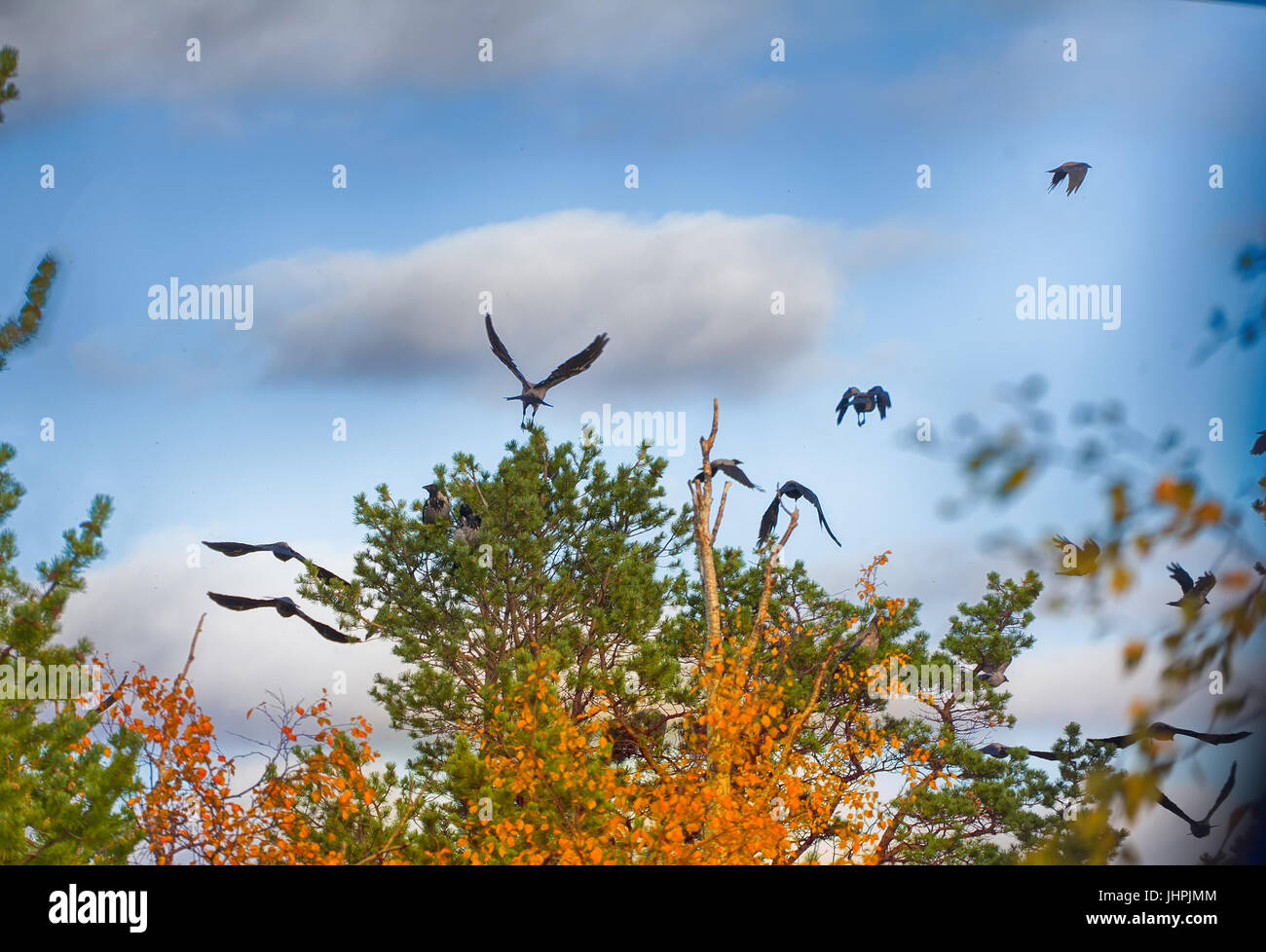 Crows resting hi-res stock photography and images - Alamy