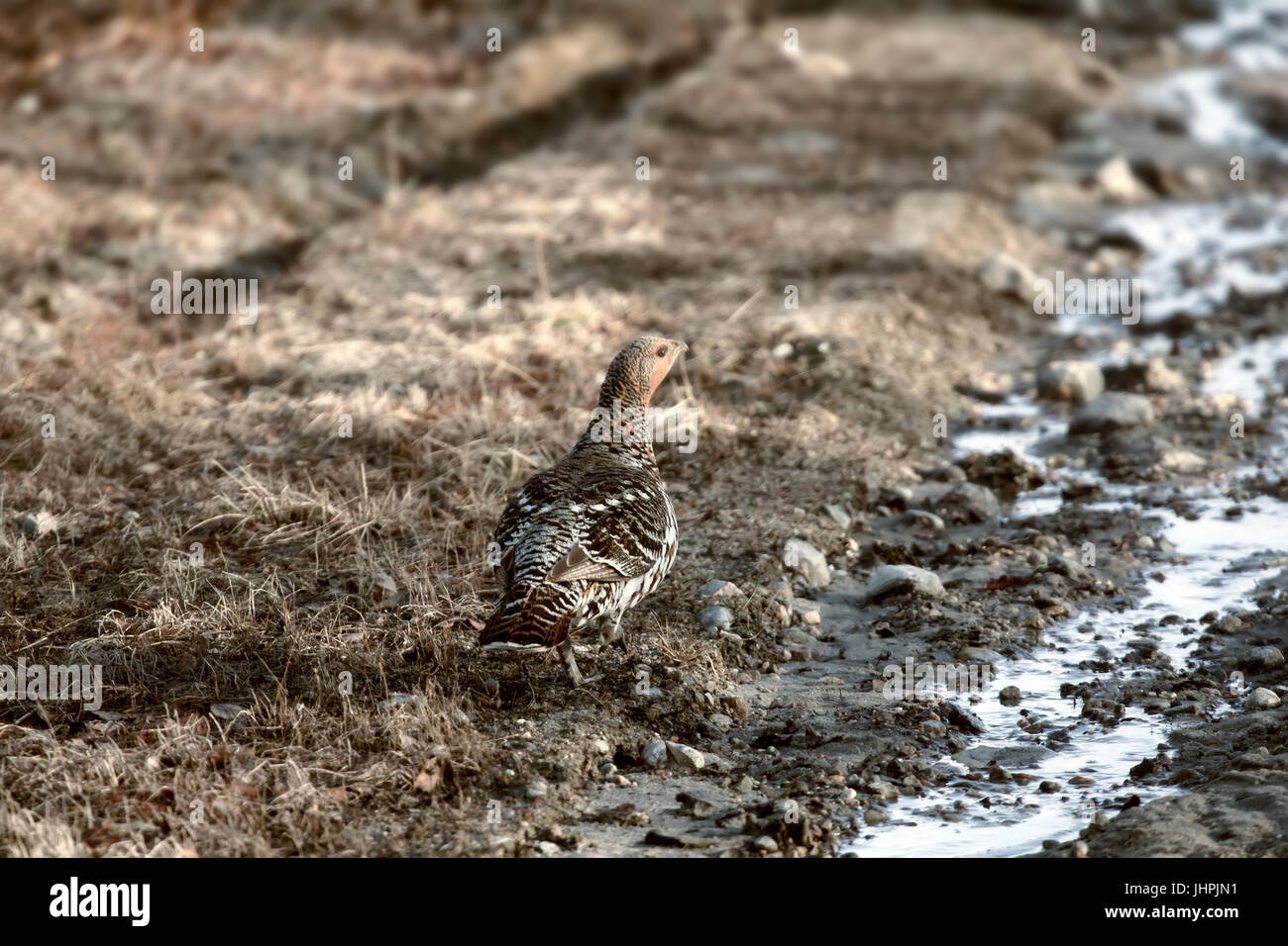 Taiga birds. In spring of capercailye (Tetrao urogallus) out on gravel ...
