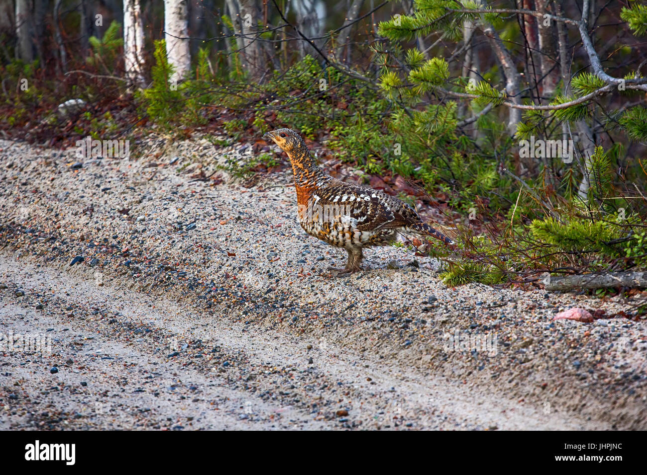 Taiga birds. In spring of capercailye (Tetrao urogallus) out on gravel ...