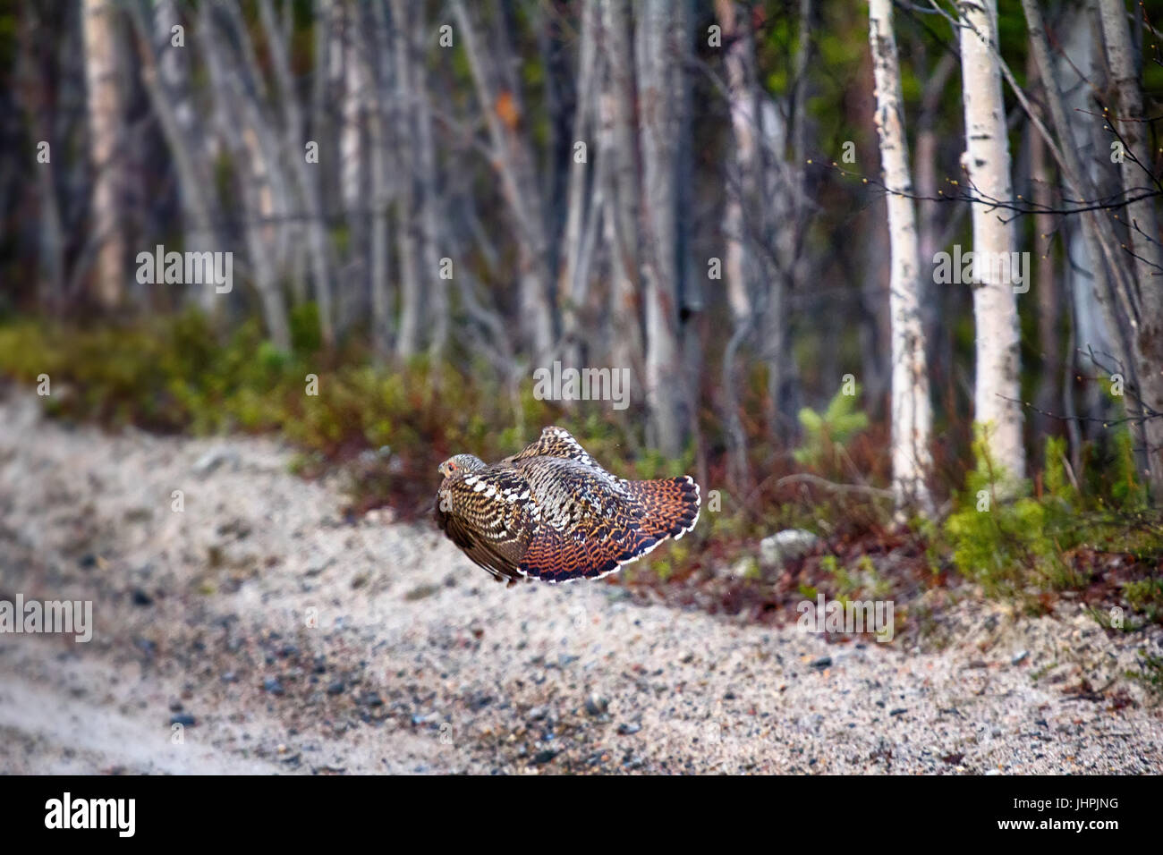 Taiga birds. In spring of capercailye (Tetrao urogallus) out on gravel ...